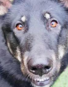 RSPCA Dogs - RSPCA Craven and Upper Wharfedale Branch